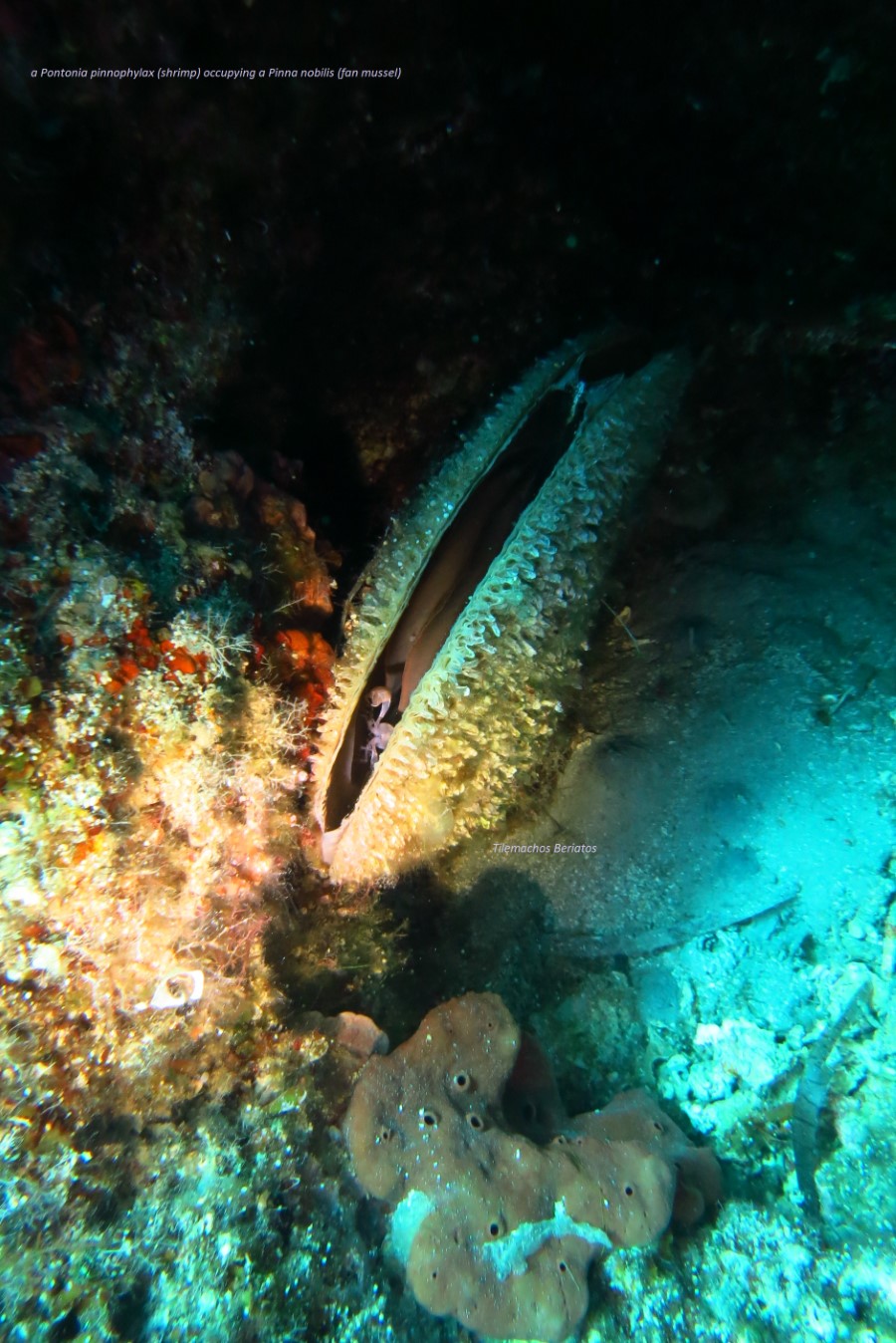 Θαλάσσιοι οργανισμοί της Κεφαλονιάς και της Ιθάκης: Η «Πίννα» και ο ...