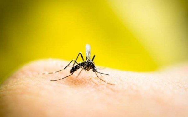 Καταπολέμηση Κουνουπιών σε Κεφαλονιά και Ιθάκη – 8ος κύκλος - InKefalonia